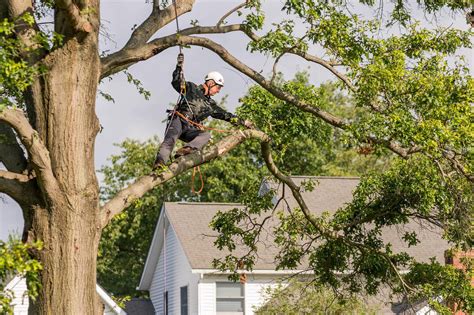 Tree Care Tips News And Checklists Davey Tree Service Blog