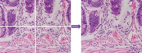 Biostitch 500 Live Image Stitchingmosaicking And Converting A