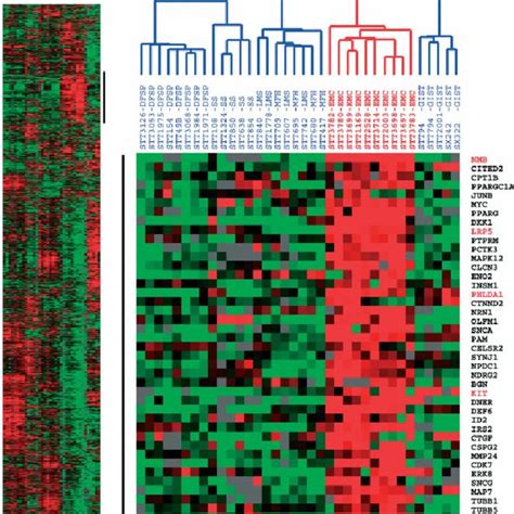 Unsupervised Hierarchical Cluster Analysis Of Gene Expression Profiles