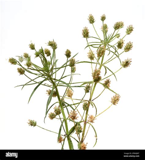 Flohsamen Afra Plantago Ist Eine Wichtige Heilpflanze Und Wird In Der Medizin Verwendet Die