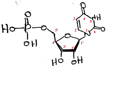 [free Solution] Draw The Structure Of Ump