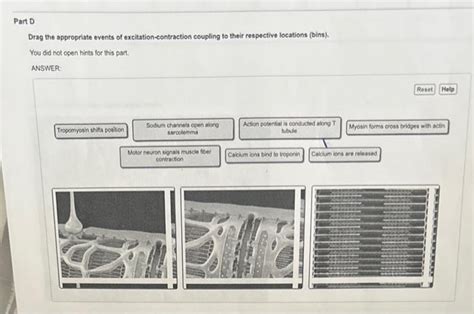 Solved Drag The Appropriate Events Of Excitation Contraction