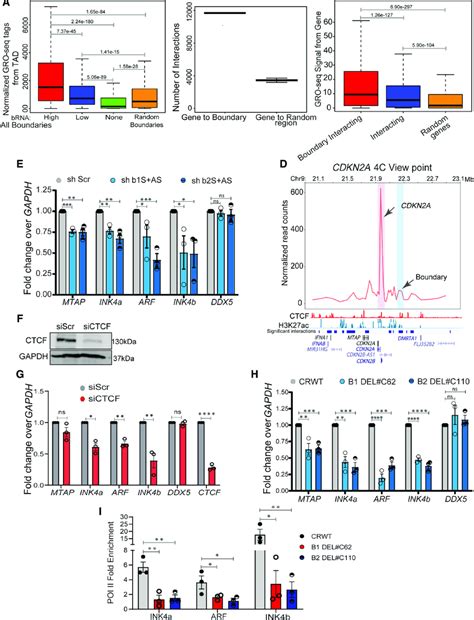 Boundary Rnas Enhance Tad Transcription A Boxplots Showing Gro Seq Download Scientific