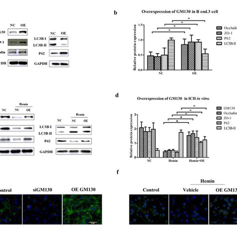 Detection Of Ros Production By Cm H2dcfda Staining In Embryos A Download Scientific Diagram