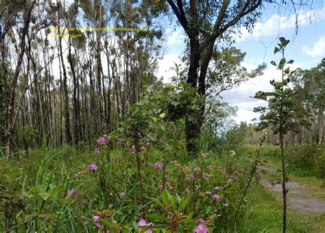 Plant Vegetation Types