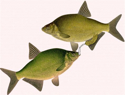 Post 933544 Abramisbrama Brax Fish