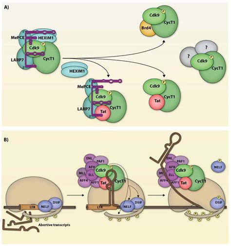 Making A Short Story Long Regulation Of P Tefb And Hiv 1 Transcriptional Elongation In Cd4 T