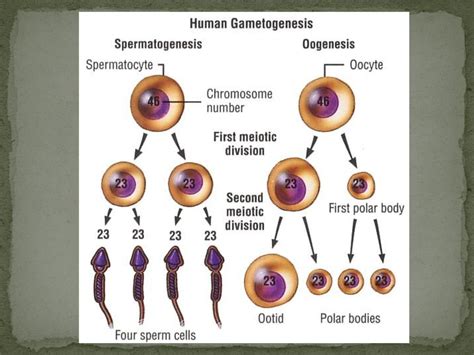 Meiosis Meiosis Gametogenesis Genetic Recombination Errors In Meiosis