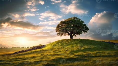 Landscape View Of One Big Tree On The Top Of The Hill With Green Grass