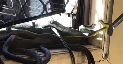 വടനളളൽ കണടതതയത കടടപണഞഞകടകകനന പമപൻ കടടതത Terrifying moment woman