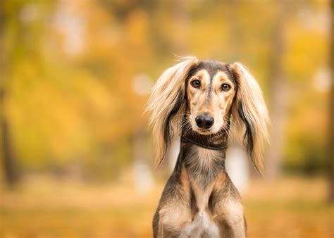 Saluki Breed Guide Lifespan Size And Characteristics