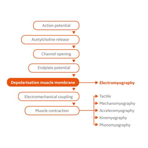 An Experts Guide To Neuromuscular Transmission Clinical View