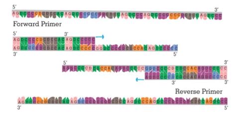 Primer Definition Primer Design Types Online Tools Uses Biology