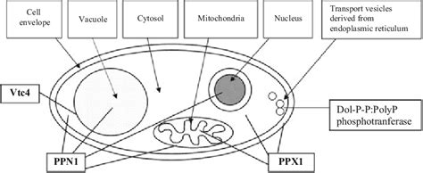 The Localization Of PolyP Metabolizing Enzymes In The Cells Of