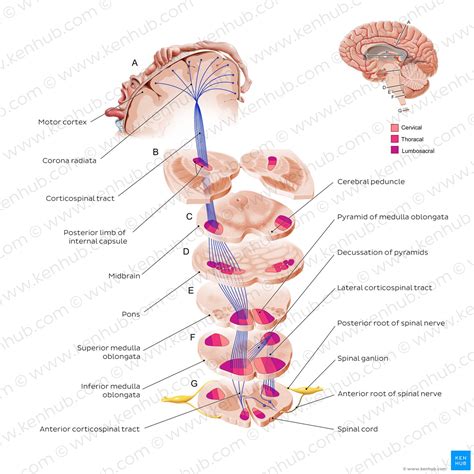 What Is A Nerve Pathway