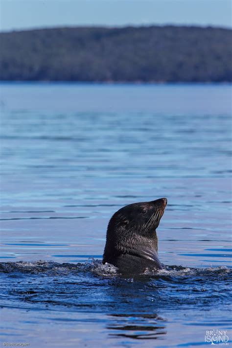 Bruny Island Tasmania Wildlife
