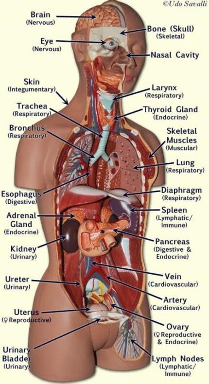Anatomy Chart Torso Welcome To Gitansh Enterprises
