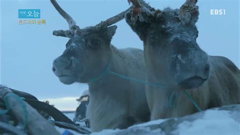 다큐 오늘 툰드라의 순록001 Youtube