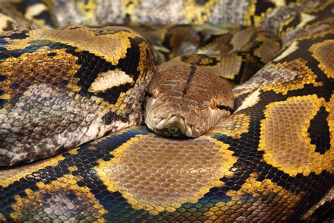 Reticulated Python Stock Photo Image Of Nature Asian 19698852