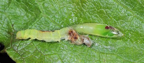 Discussion Forum Help Id Please