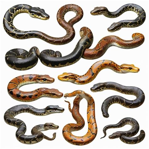 Python Vector Set White Background Isolated A High Premium Ai