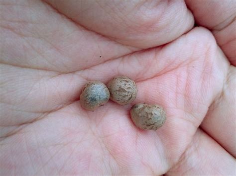 自然薯のむかご 三田巡朗のぐるっと廻って