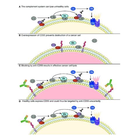 Antibodies Targeting Complement Regulators Antibodies Targeting Download Scientific Diagram