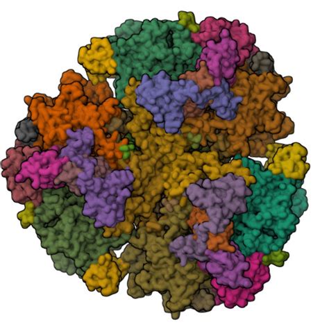 Rcsb Pdb 9eys Structure Of Far Red Photosystem I From C Thermalis
