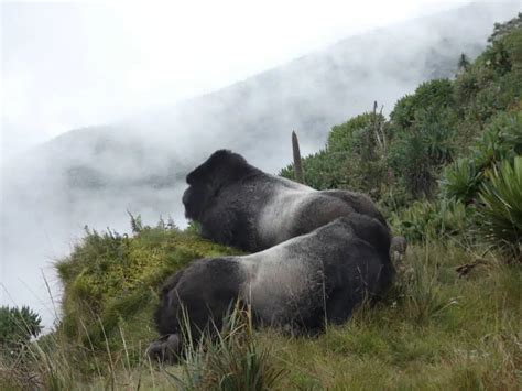 The Heartwarming Tale Of Silverback Brothers Protecting Their Gorilla