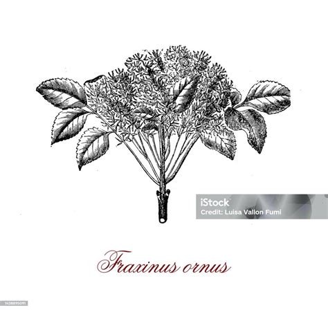 Fraxinus Ornus 남유럽이 원산지인 관상용 나무로 껍질을 자르면 성경의 만나인 달콤한 수액이 나옵니다 가지별 꽃송이에