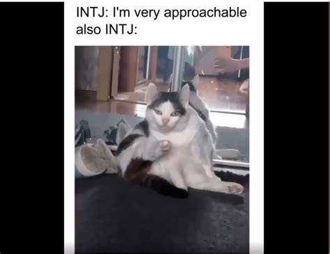Funniest Memes From Every Mbti Sub R Mbtimemes