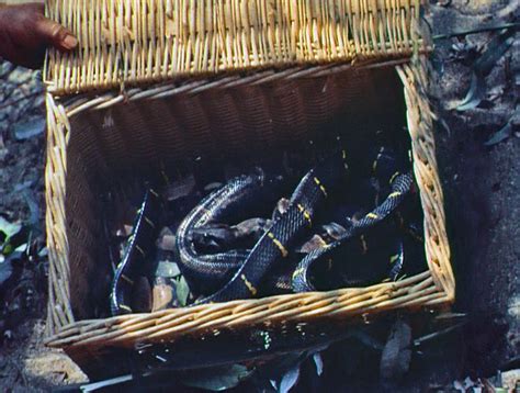 Virgin Sacrifice 1959