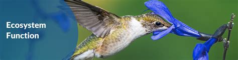 Ecosystem Function GEO BON