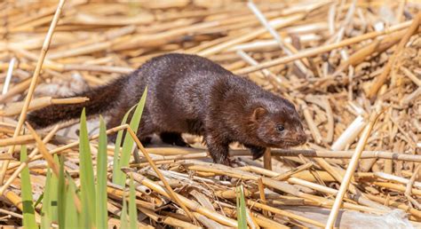 What Is Mink Hunting Protect The Wild