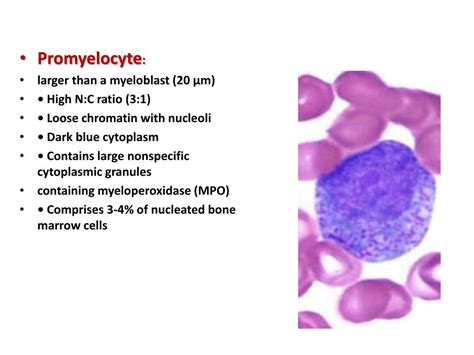Ppt Normal Cell Maturation Powerpoint Presentation Free Download Id 591543