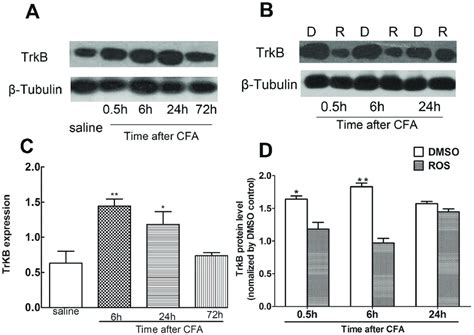 Trkb Protein Levels Were Significantly Increased In Spinal Cord Dorsal