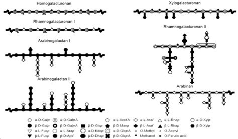 Schematic Representation Of Pectin Structural Elements 6 Download Scientific Diagram