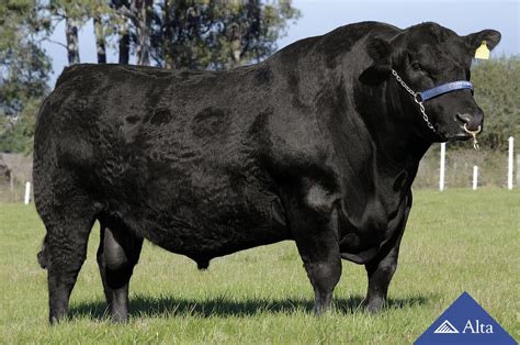 Aberdeen Angus Cattle Farming Breeds Of Cows Exotic Mammals