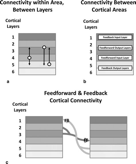 Between Layer Cortico Cortical Connectivity Within And Between Cortical
