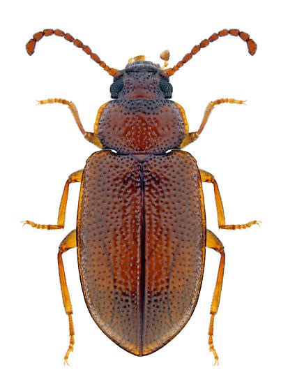 Tenebrionidae Anaedus Brunneus Bugguidenet