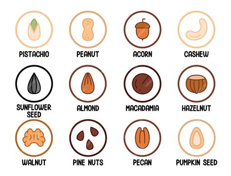 Premium Vector Set Of Various Nuts And Seeds A Set Of Nuts In Circles