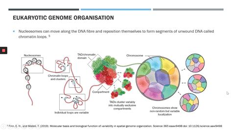 Eukaryotic Genomes Youtube
