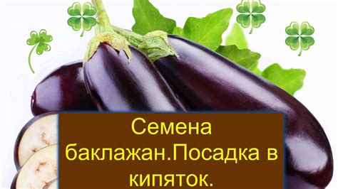 Семена баклажанов. Посадка в кипяток. - YouTube