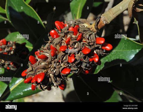 Southern Magnolia Magnolia Grandiflora Seeds The Alamillo Park