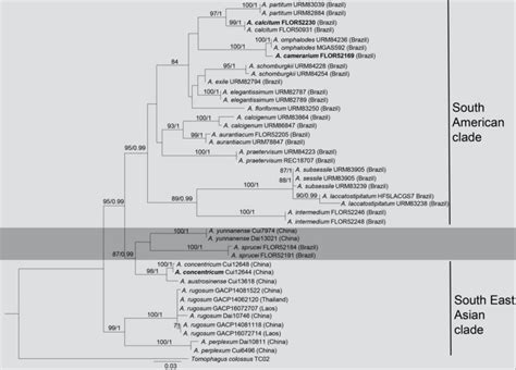 Phylogram Generated From Maximum Likelihood Analysis Of Its And Lsu