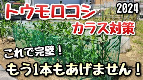 【トウモロコシ】今年はこれでカラスから守る！カラス対策の決定版2024 Youtube