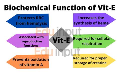 Vitamin E Definition And Function At Sam Kyle Blog