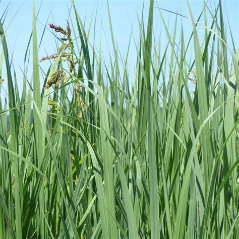 Panicum Virgatum Northwind Rutenhirse Gärtnerei Schwitter Ag
