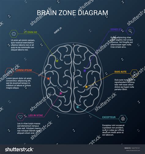 Brain Function Diagram Top View Human Stock Vector Royalty Free 1464755141 Shutterstock
