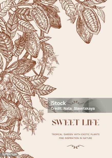 Border With Cocoa Plant Stock Illustration Download Image Now Cacao Tree Cacao Fruit Cocoa